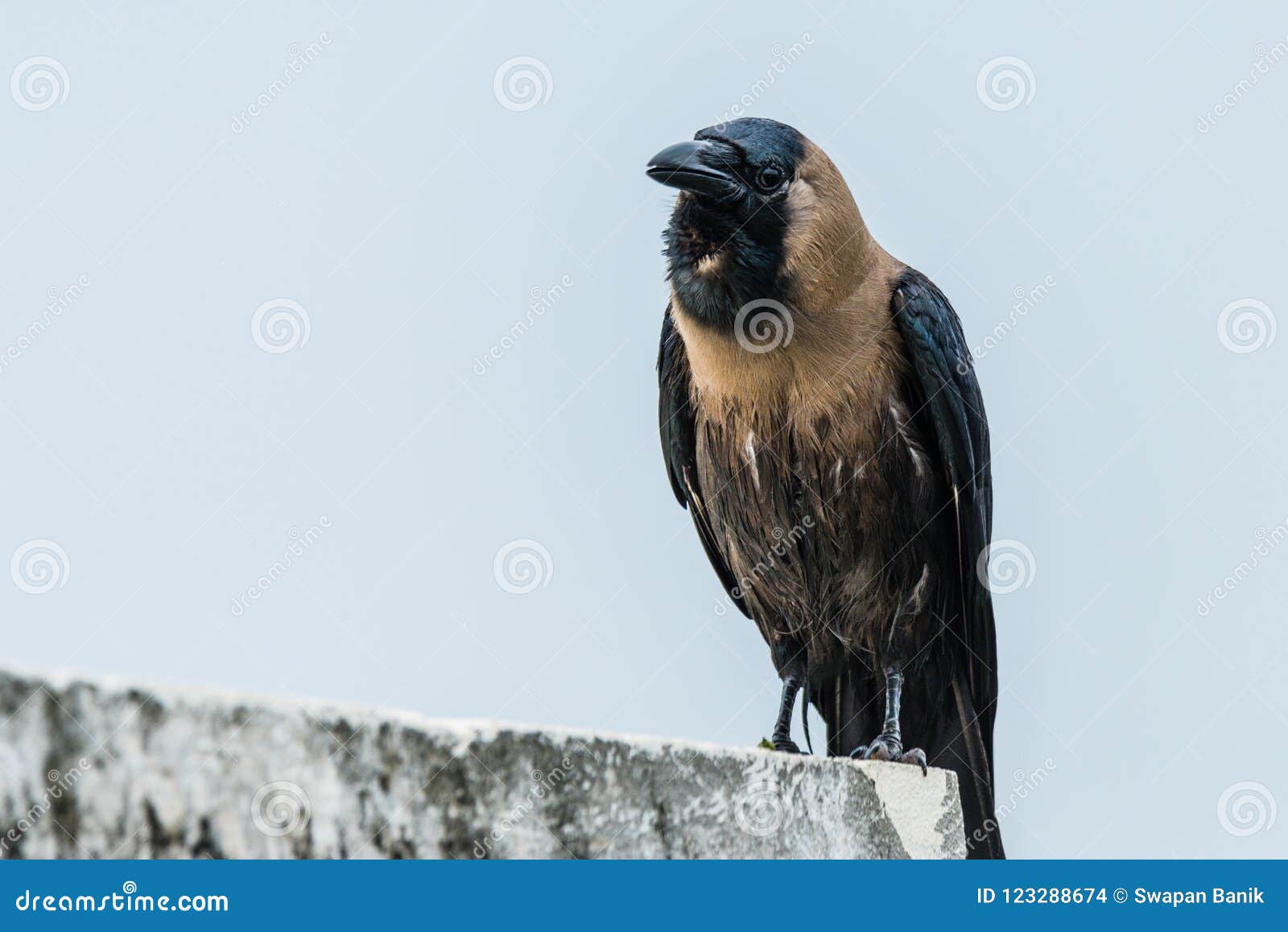 House crow perched stock photo. Image of feather, bird - 123288674