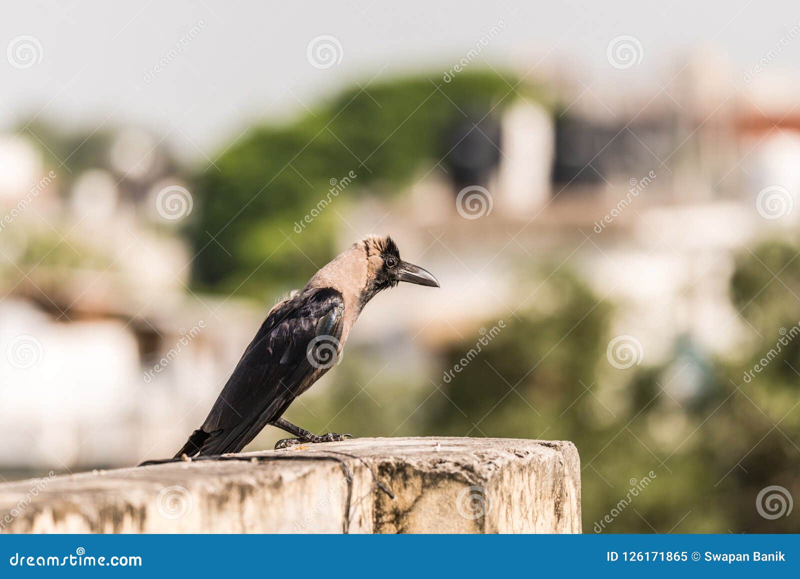 House crow perched stock image. Image of fauna, creature - 126171865