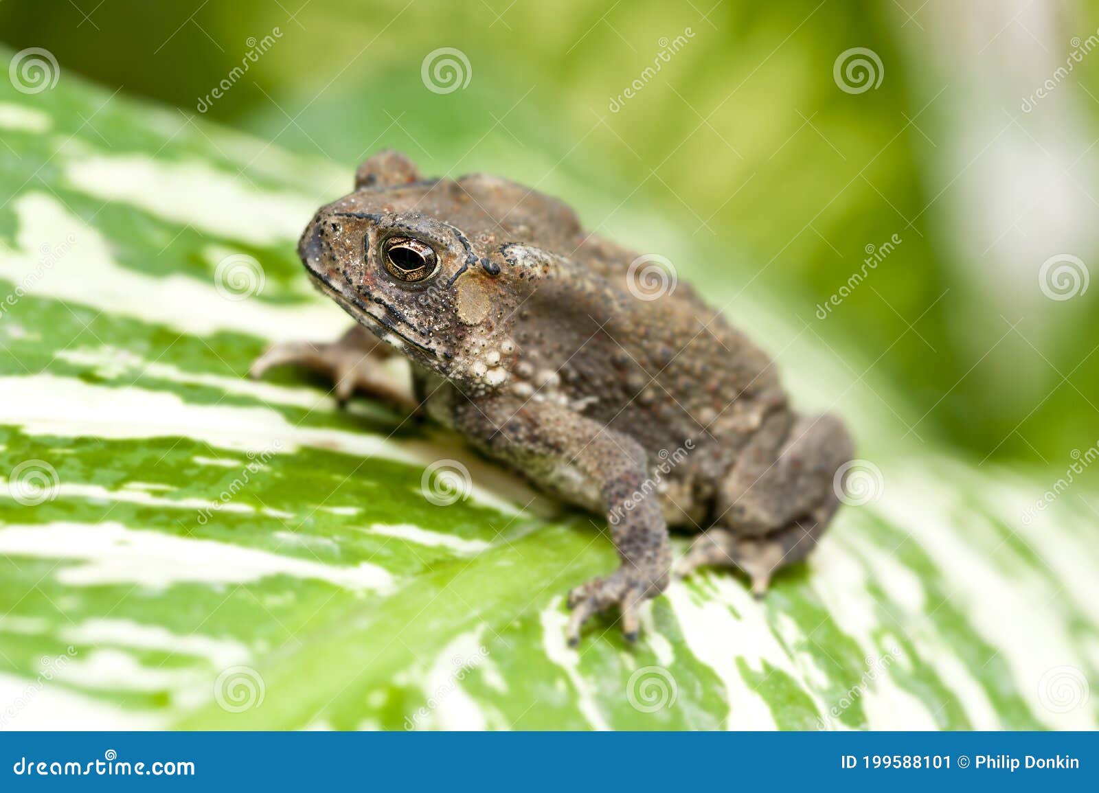 Common Indian toad stock image. Image of chinese, animals - 199588101