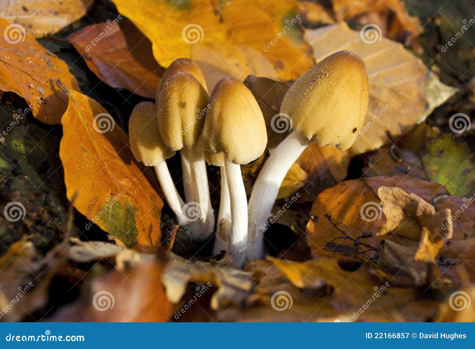 Common Ink Cap Fungus Coprinus Micaceus Stock Image - Image of micaceus ...