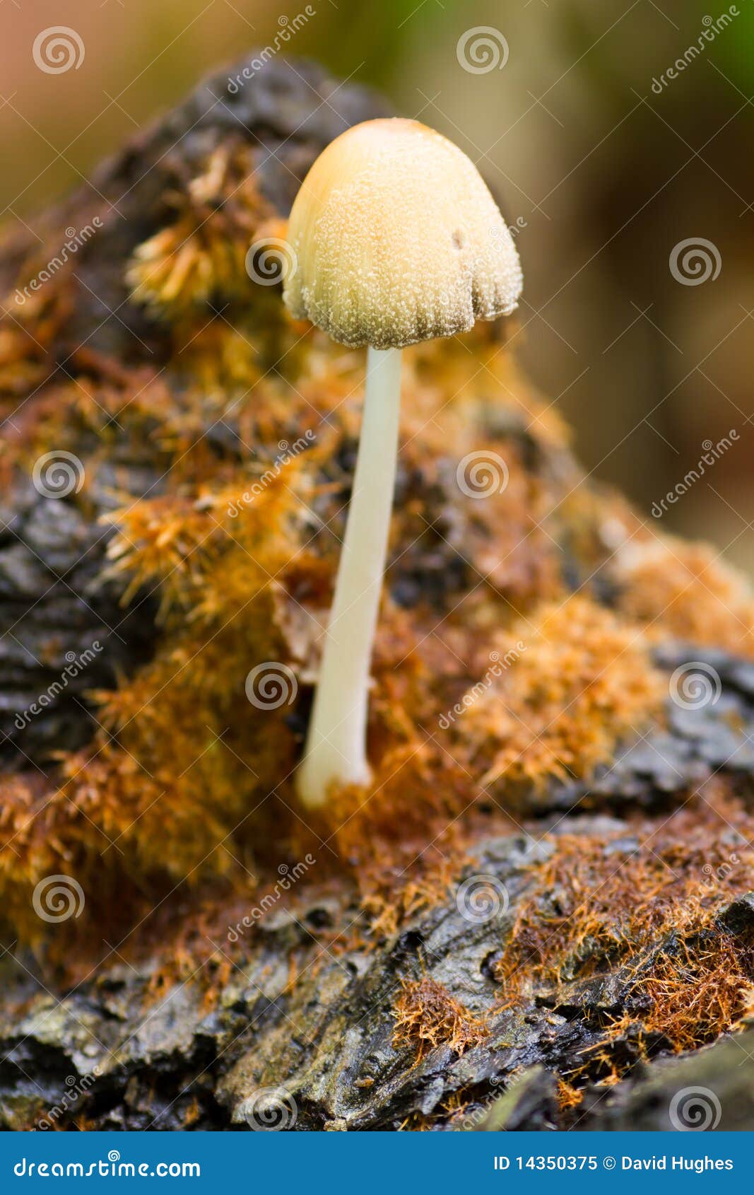 Common Ink Cap mushroom stock image. Image of mushroom - 14350375