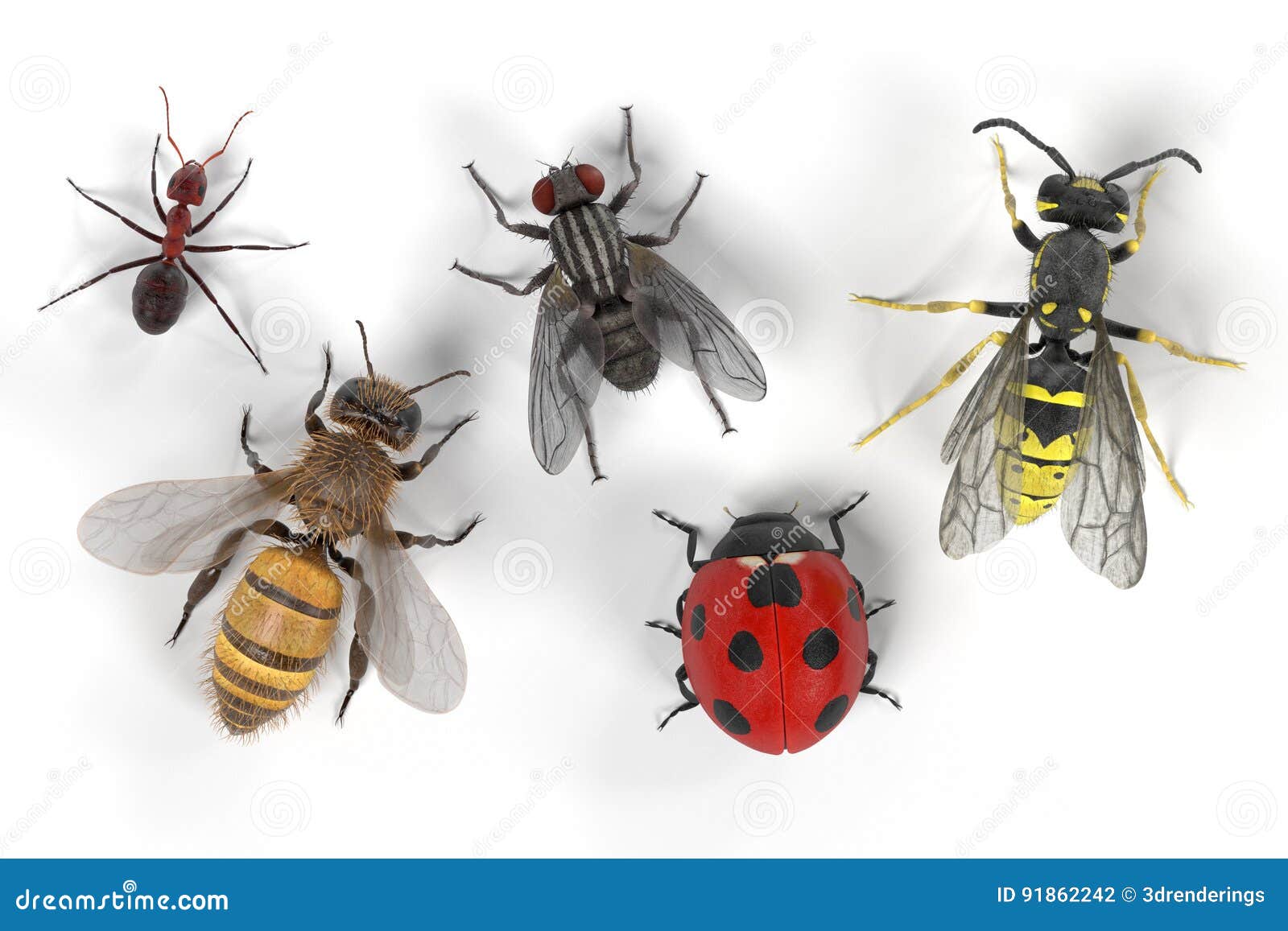 Common insect stock illustration. Illustration of beetle - 91862242