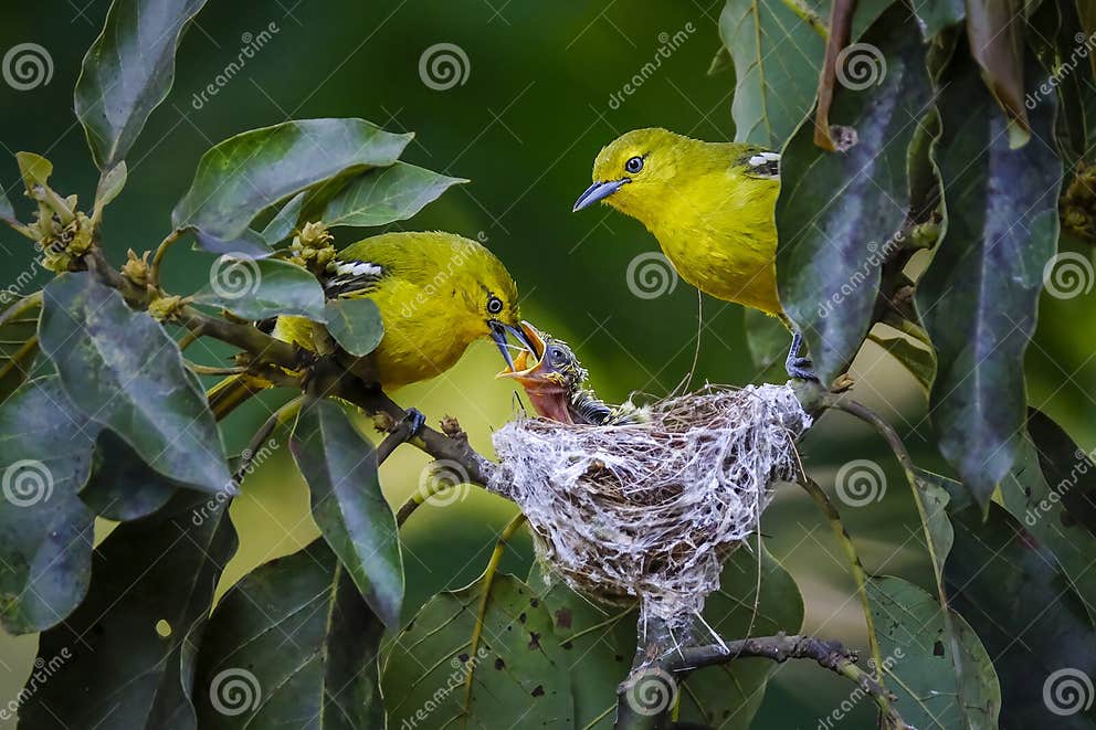 Common Iora (Aegithina Tiphia) Feeding the Chick Stock Image - Image of ...