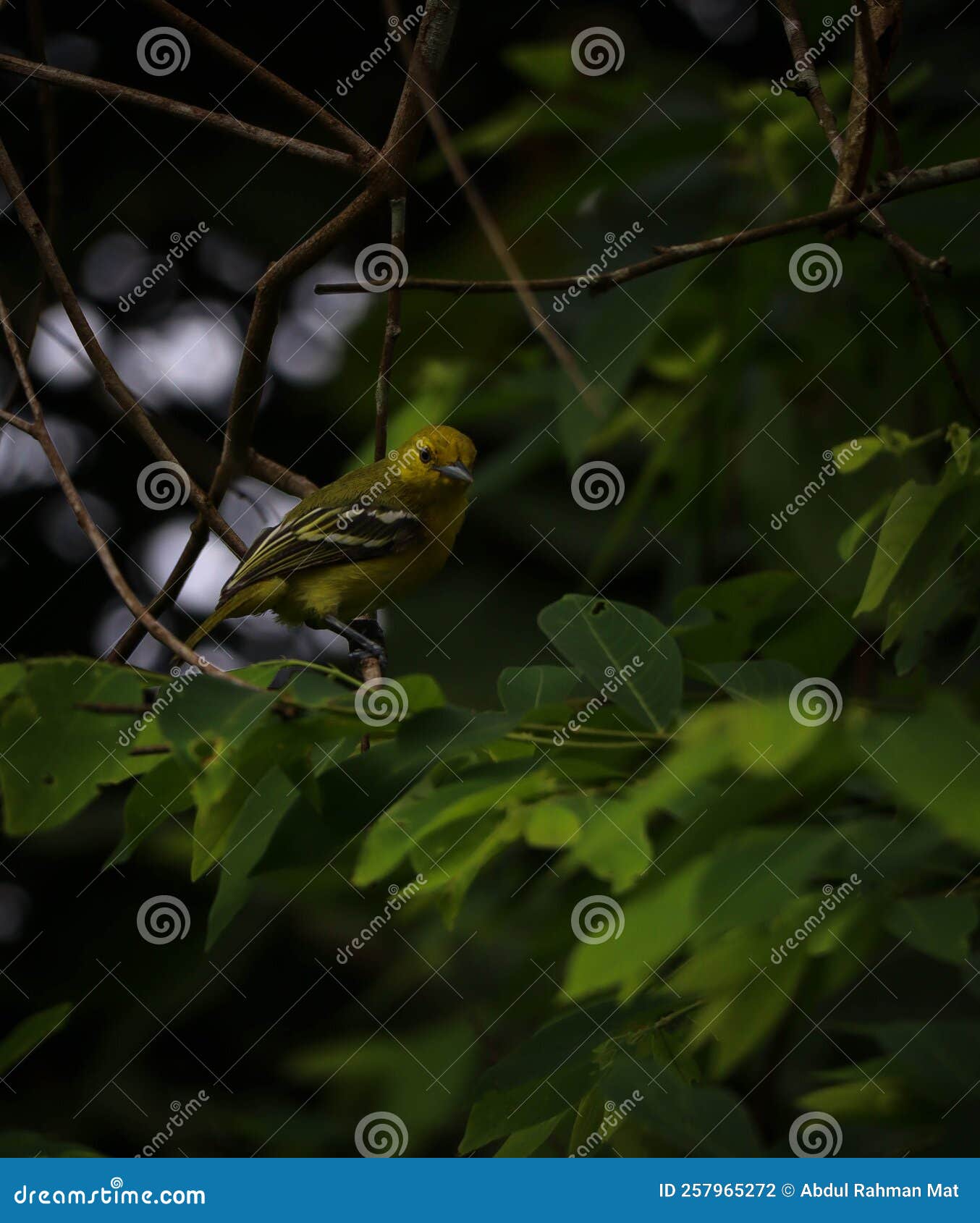 Common Iora Bird on Tree Branch Stock Photo - Image of common, tree ...