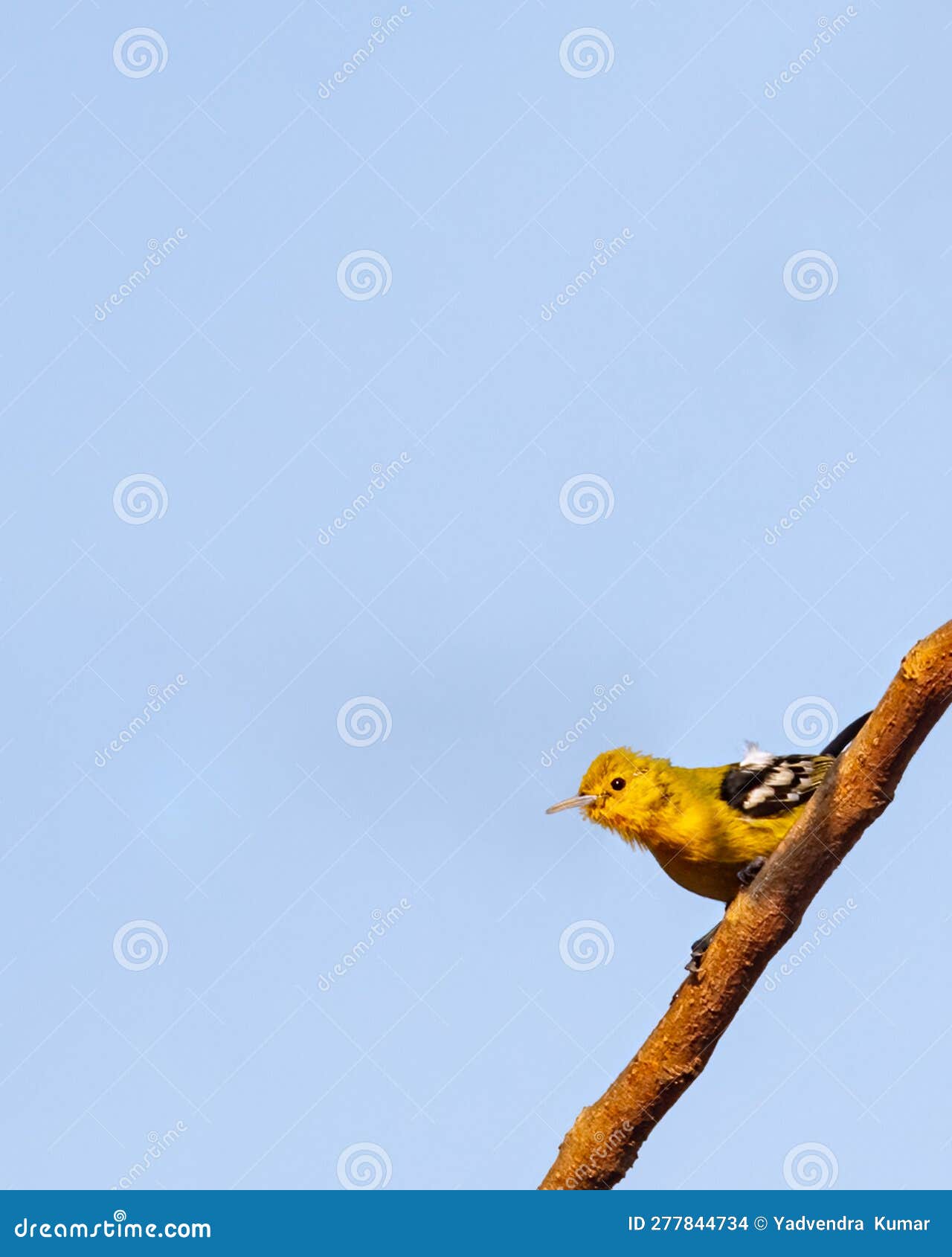 A Common Iora stock photo. Image of outdoors, park, ornithology - 277844734