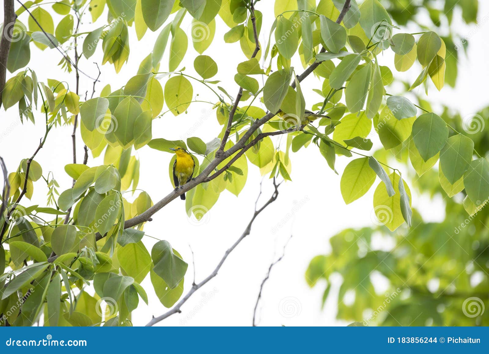 Common iora stock photo. Image of bird, animal, tiphia - 183856244