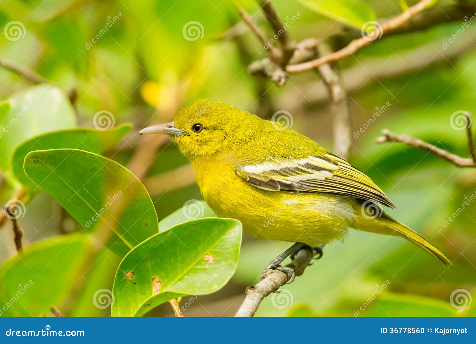 Common Iora stock photo. Image of canary, female, family - 36778560