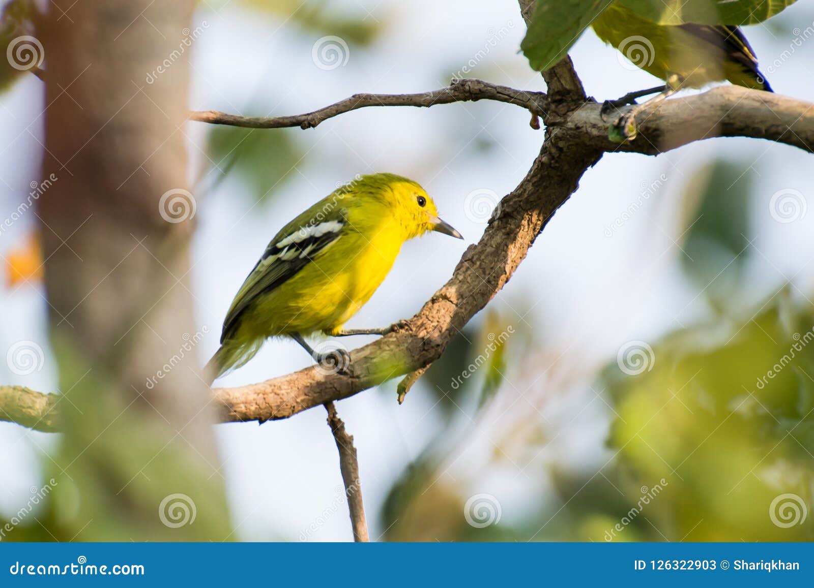 Common Iora stock image. Image of tiphia, avian, madhya - 126322903