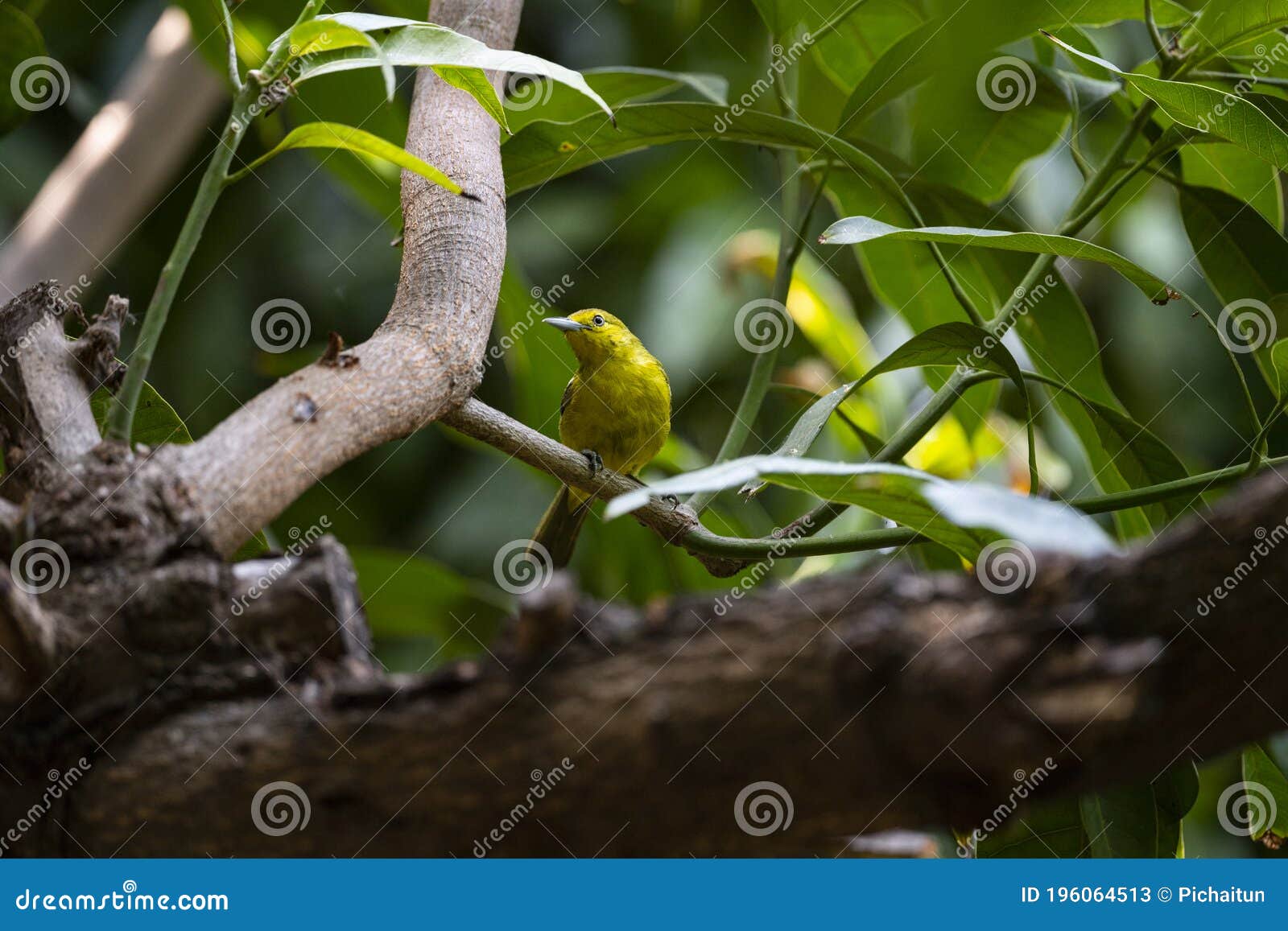 Common Iora stock image. Image of iora, beak, passerine - 196064513