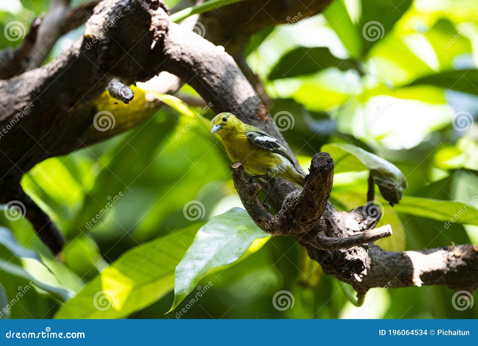 Common Iora stock photo. Image of aegithina, back, passerine - 196064534