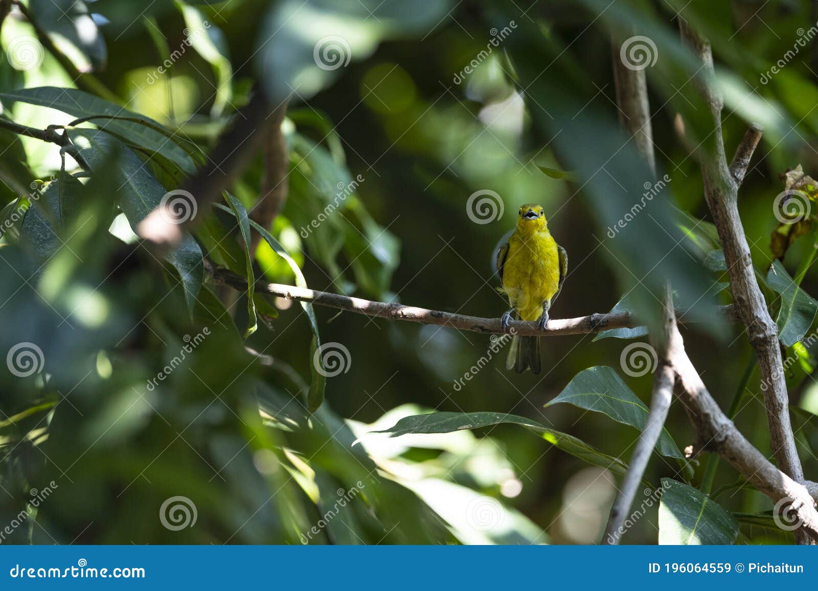 Common Iora stock image. Image of dimorphic, wing, iora - 196064559