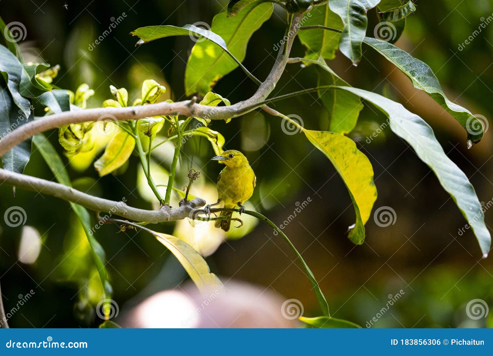 Common iora stock photo. Image of wing, wingbar, passerine - 183856306