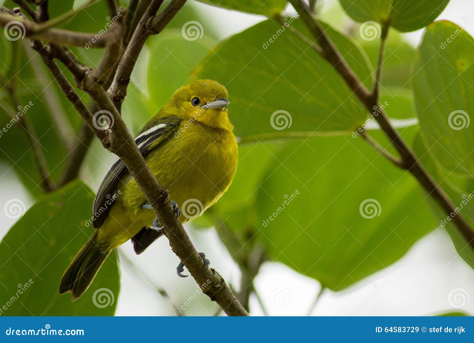Common Iora stock image. Image of animal, common, malaysia - 64583729