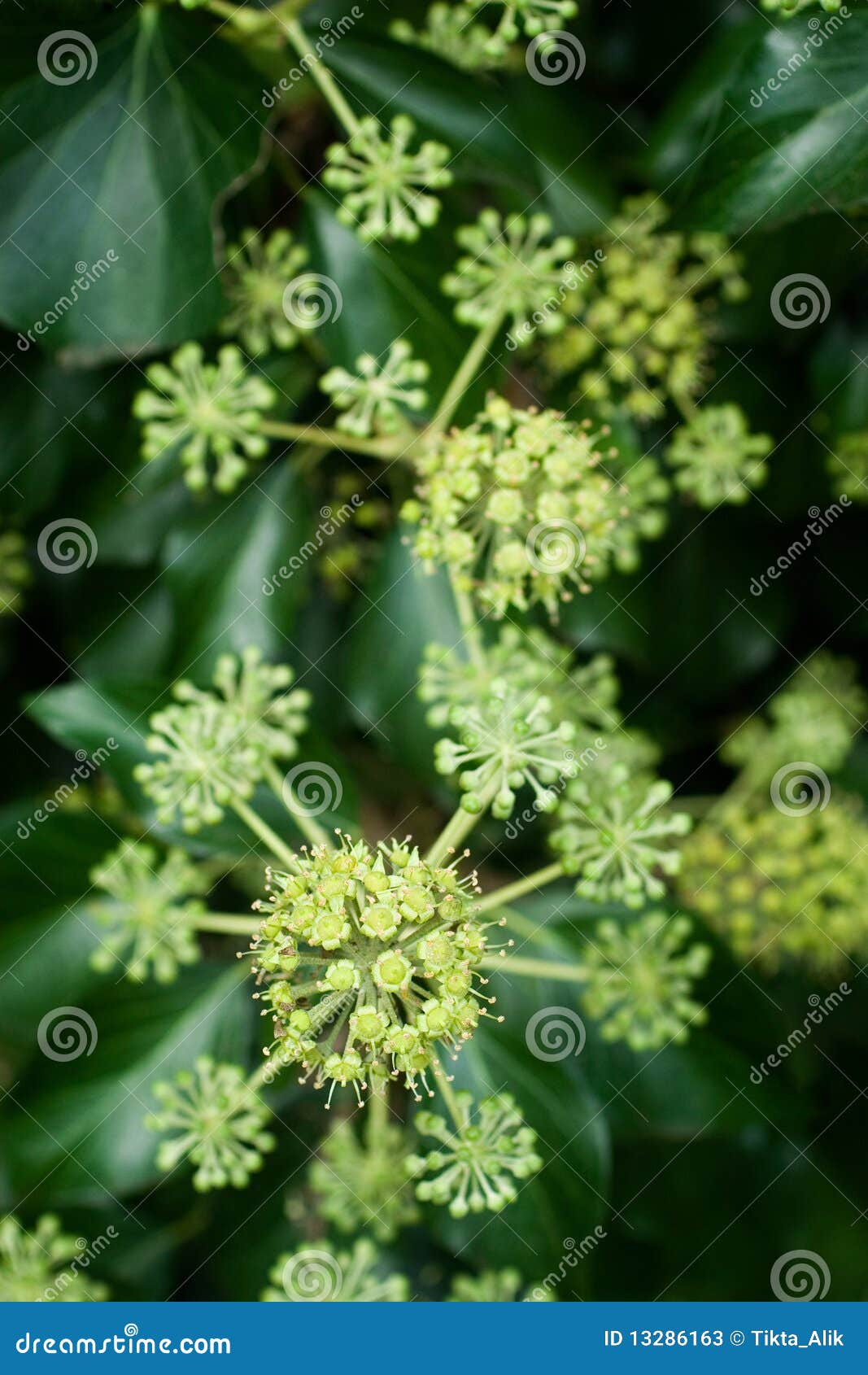Common ivy stock image. Image of helix, hedera, seeds - 13286163