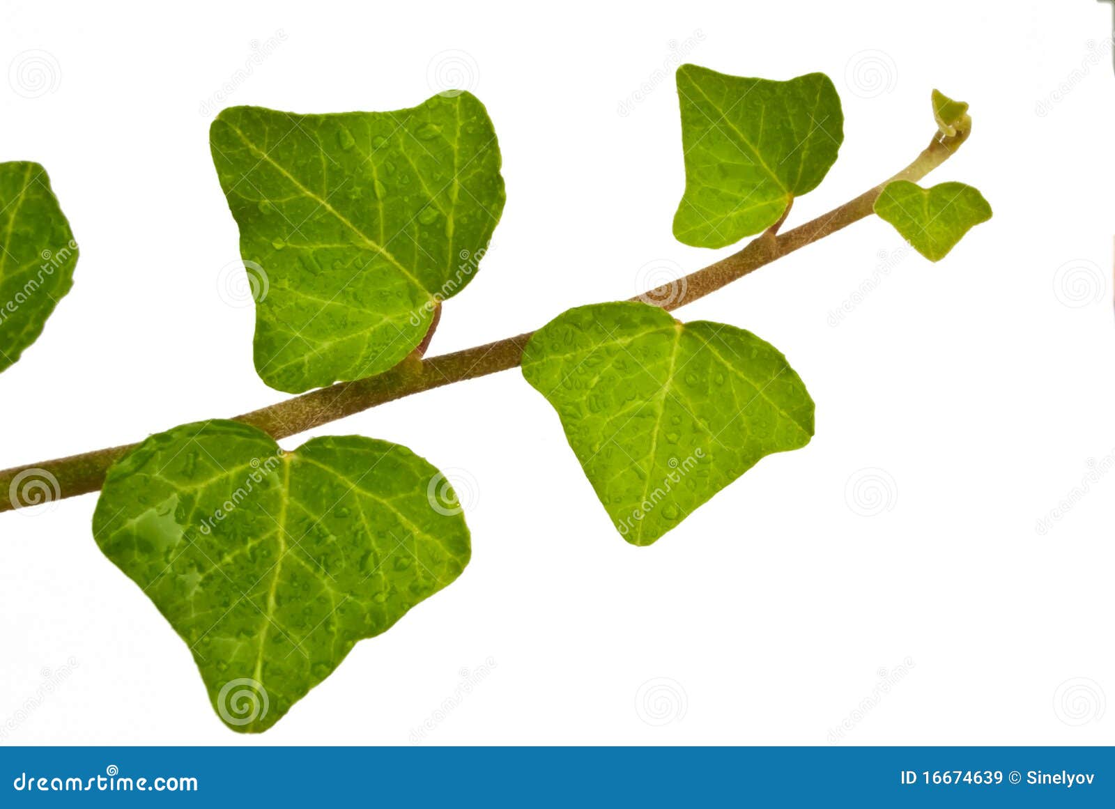 Common ivy stock image. Image of plant, young, sprout - 16674639