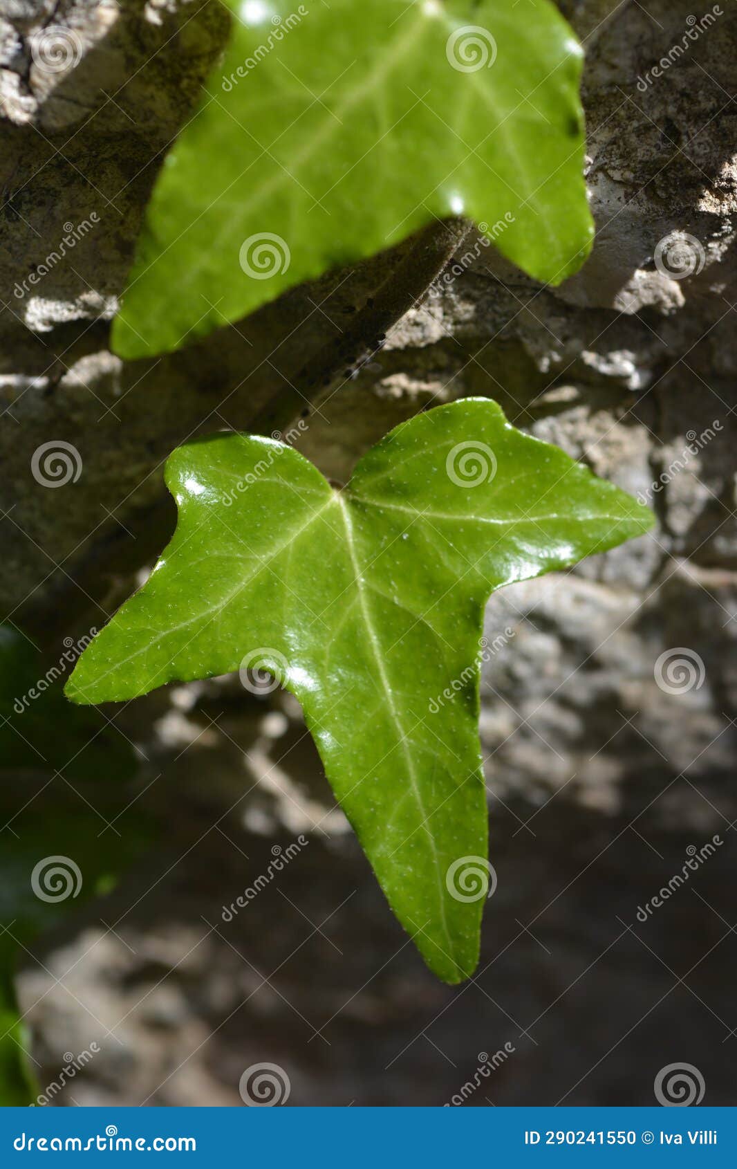 Common ivy stock photo. Image of common, european, vine - 290241550