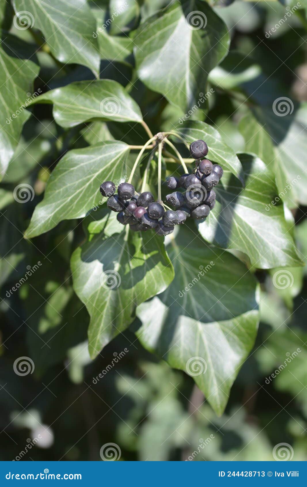Common ivy stock image. Image of common, nature, vine - 244428713