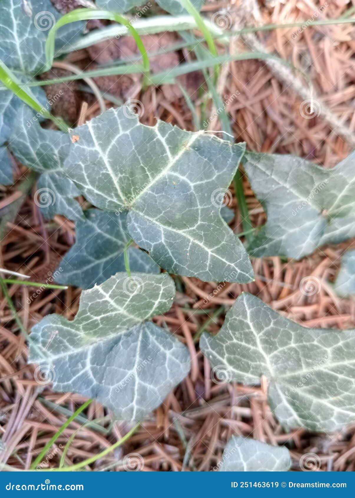 Common Ivy on Taiwan Spruce Needles Stock Image - Image of woodland ...