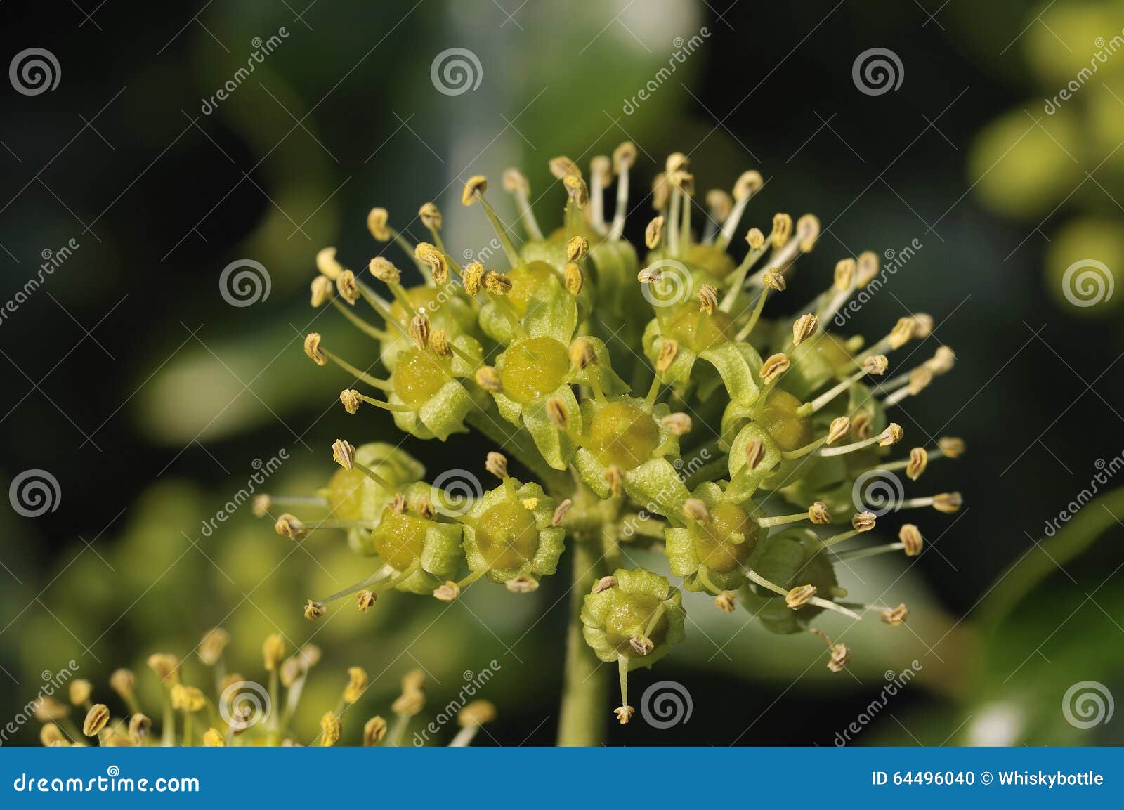 Common Ivy stock photo. Image of autumn, climber, leaves - 64496040