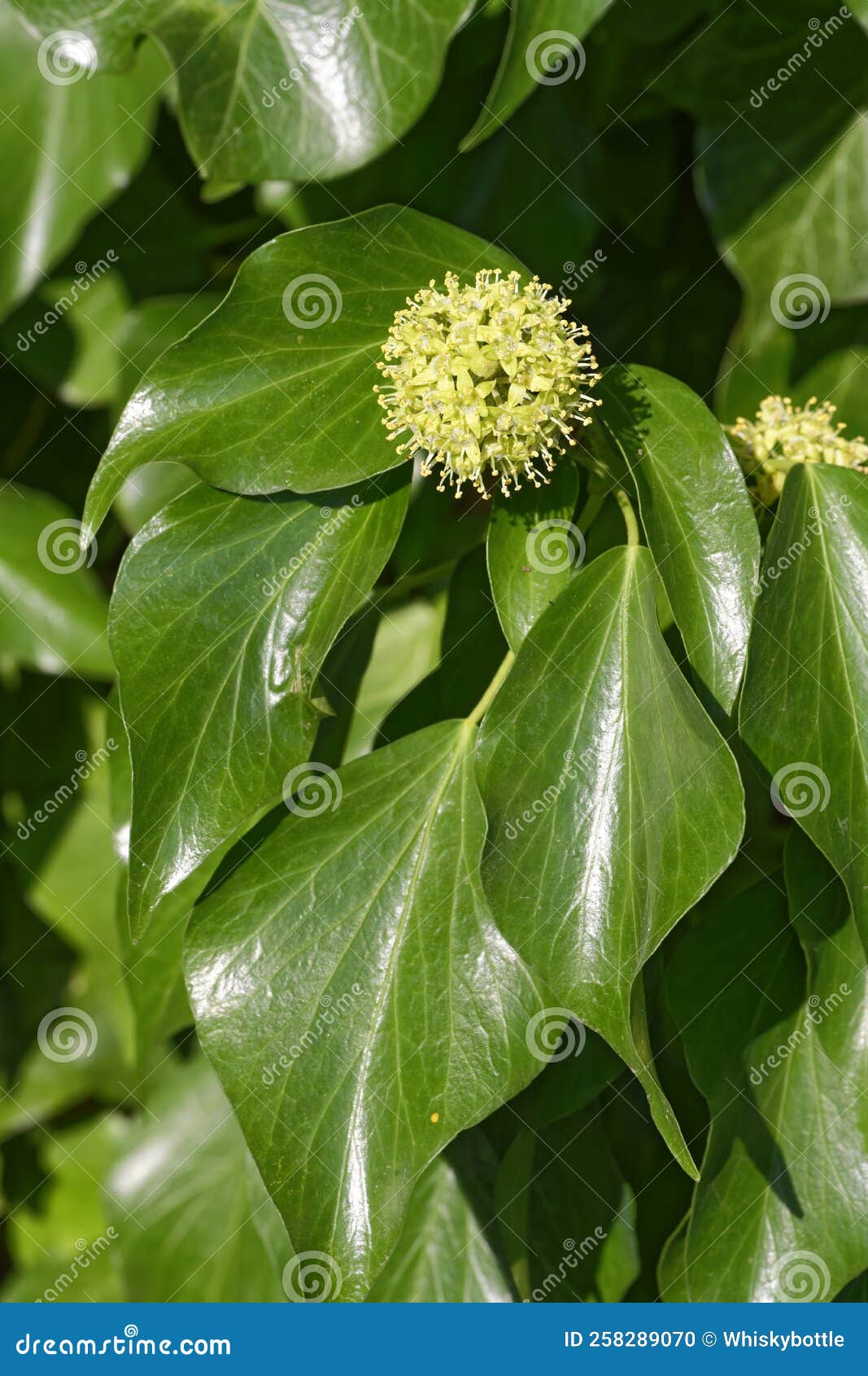 Common Ivy Flower stock photo. Image of england, creeper - 258289070