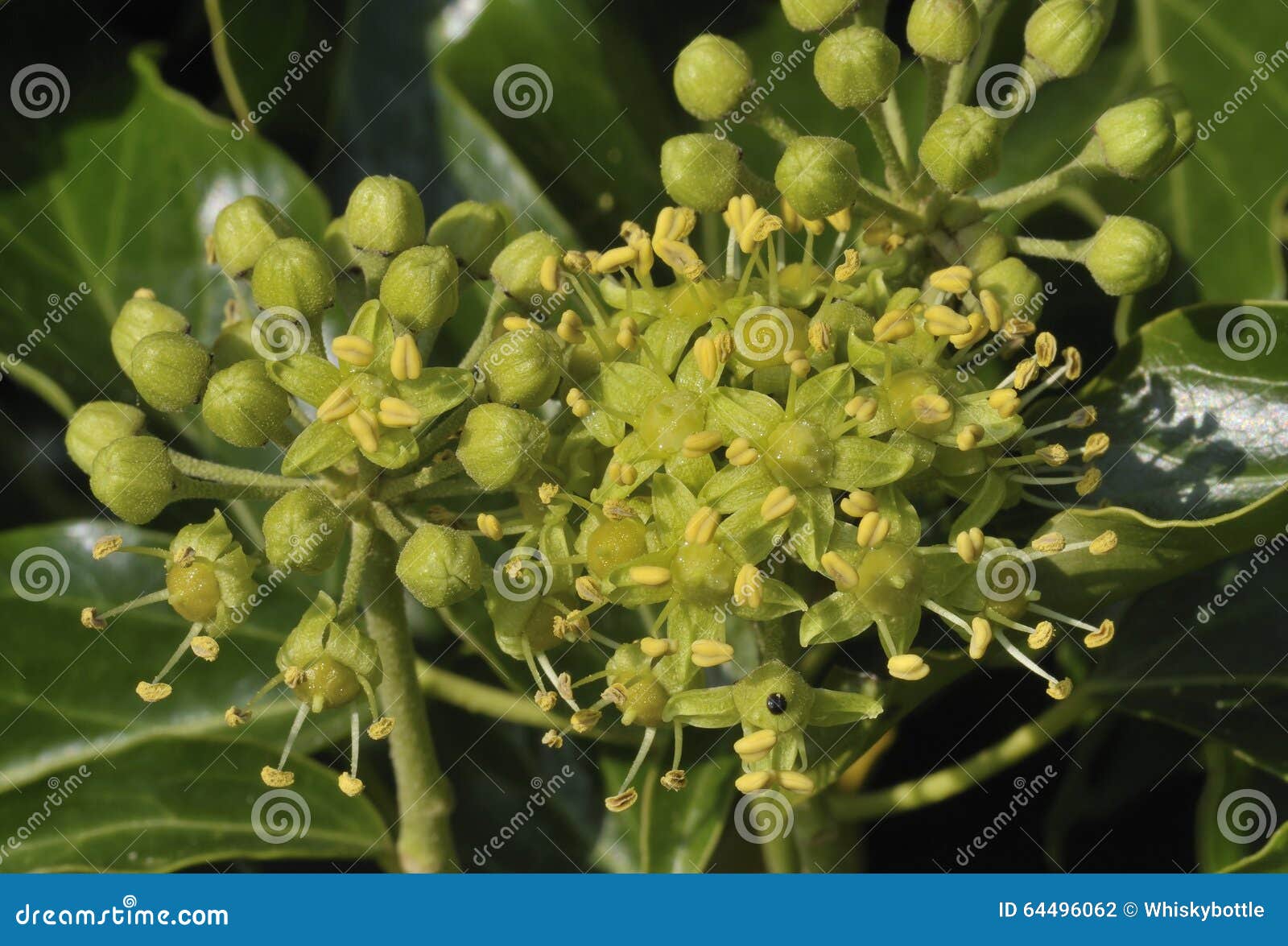 Common Ivy flowers stock photo. Image of hedgerow, climber - 64496062