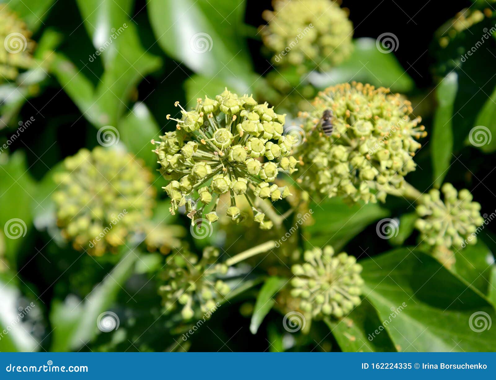 Common Ivy Flowers Hedera Helix L., Large Plan Stock Image - Image of ...