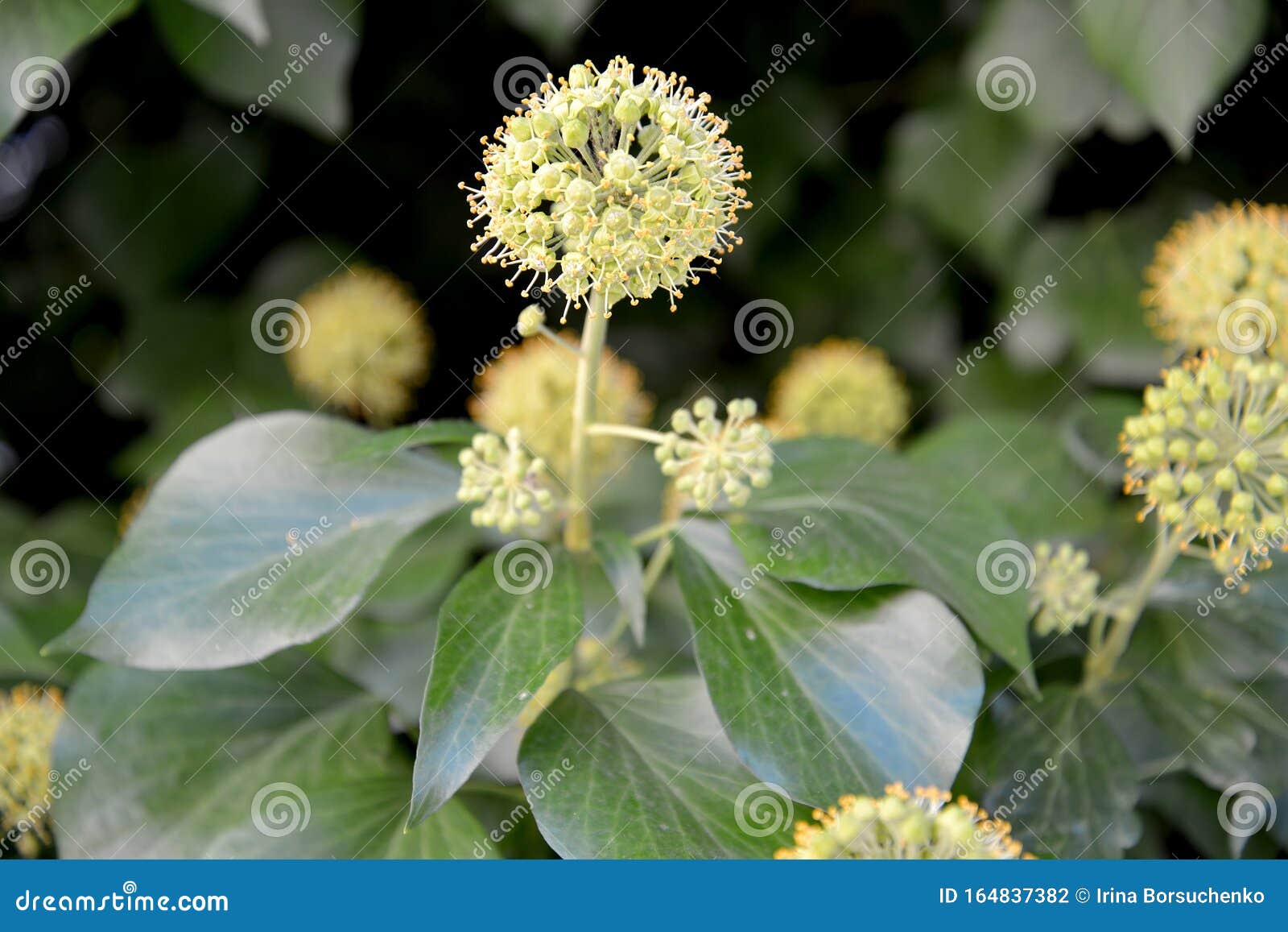 Common Ivy Flowers Hedera Helix L., Large Plan Stock Photo - Image of ...