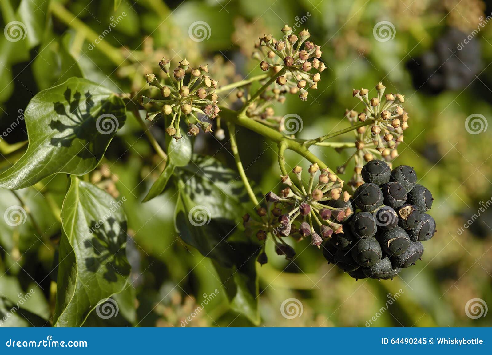 Common Ivy Fruit stock image. Image of nature, common - 64490245