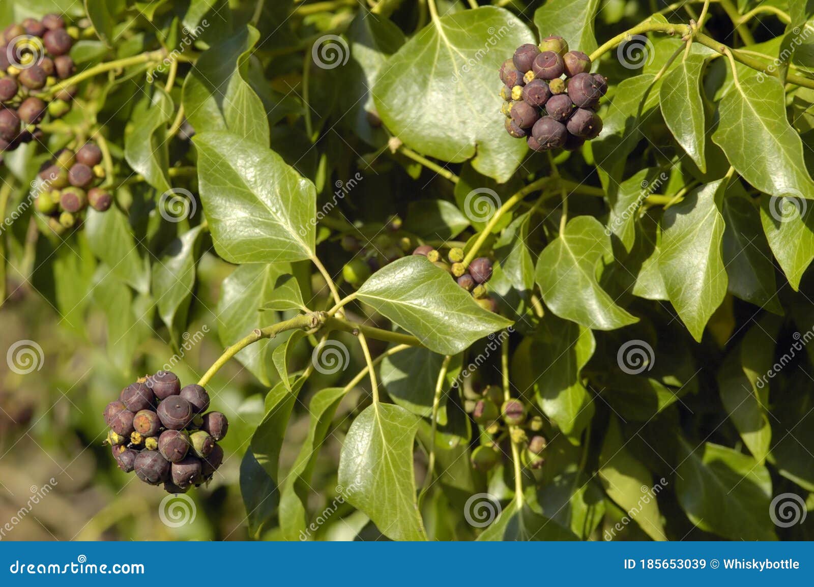 Common Ivy stock image. Image of gloucestershire, berry - 185653039