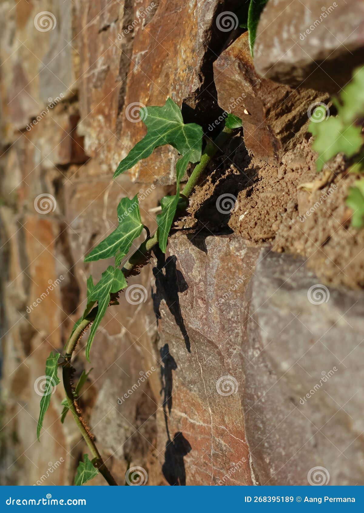 Common Ivy Growing on the Rock Wall Stock Image - Image of growing ...
