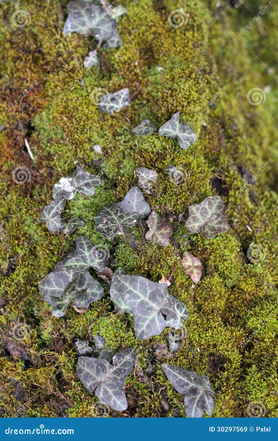 Ivy and moss on a tree stock image. Image of leafy, pattern - 30297569