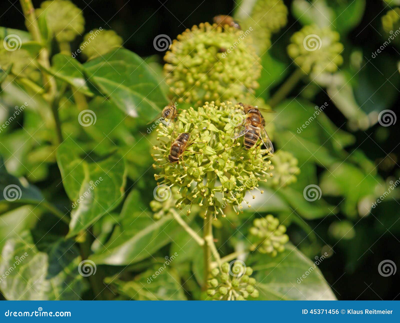 Common ivy with insects stock photo. Image of insects - 45371456