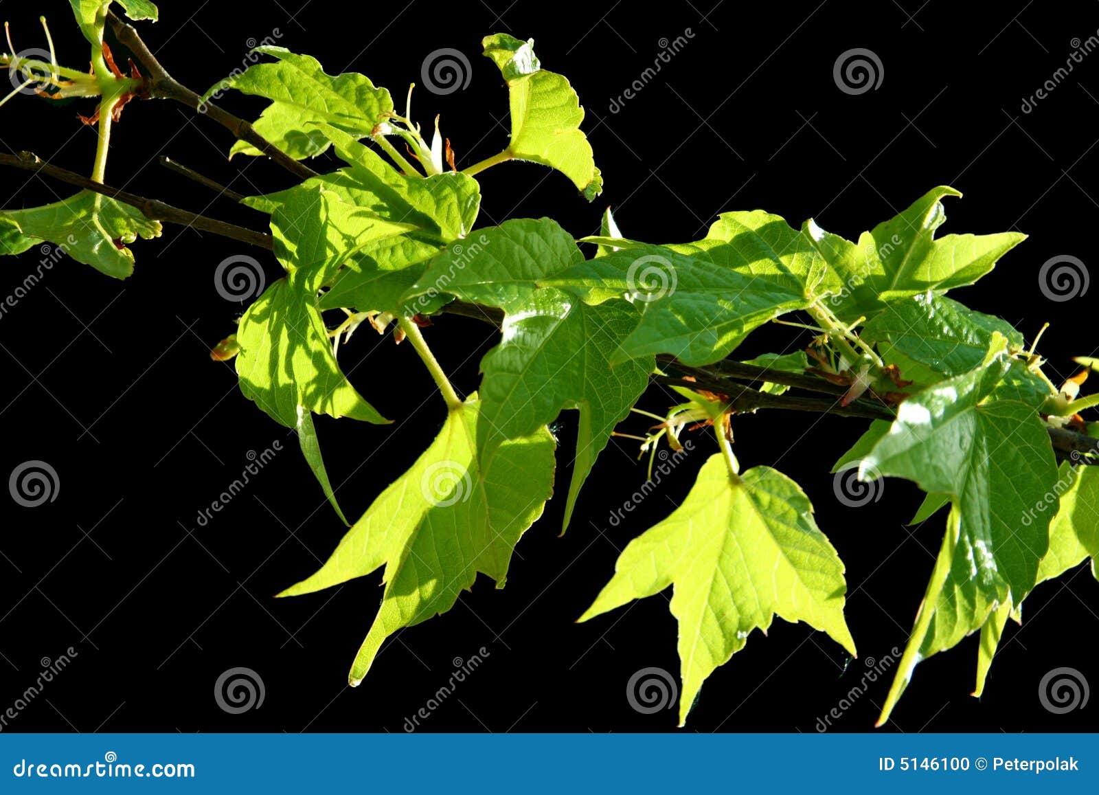 Common Ivy Isolated on Black Stock Photo - Image of growing, grow: 5146100
