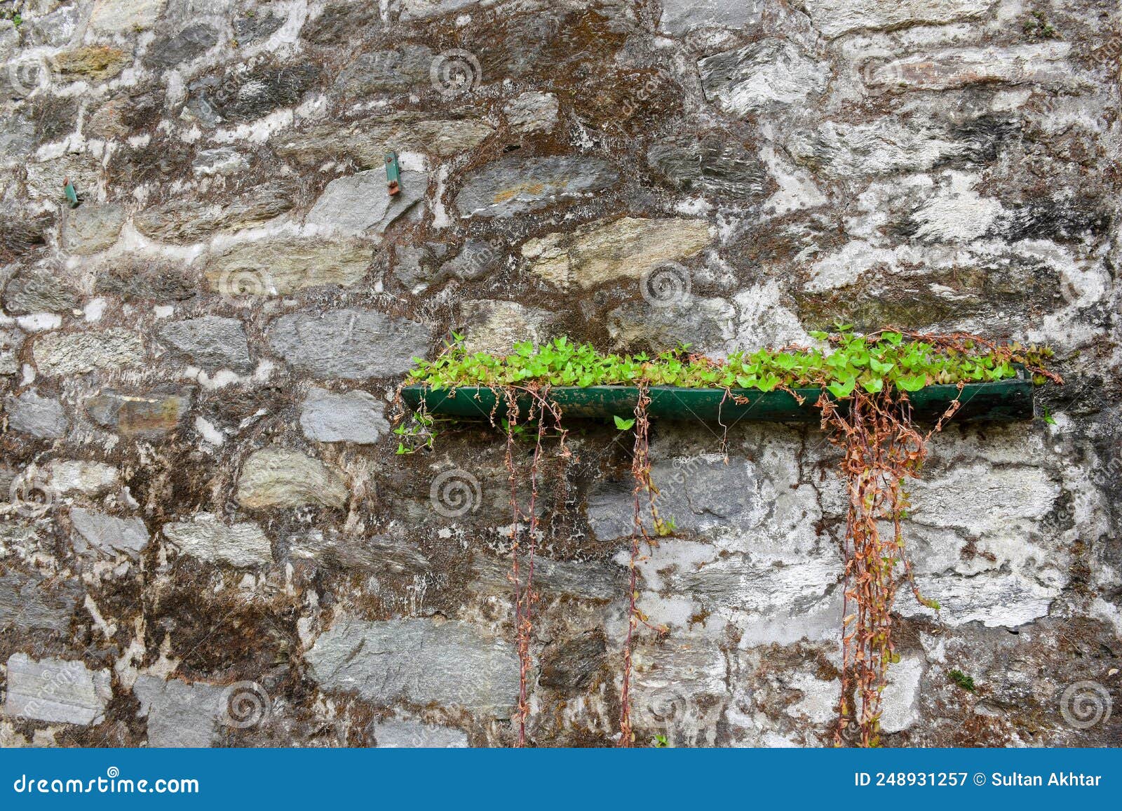 Common Ivy, Nicely Decorated on Stoney Wall Stock Image - Image of ...