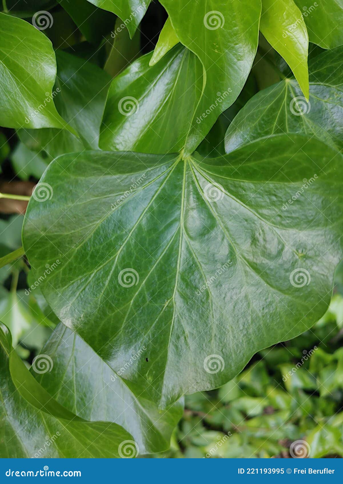 Common Ivy Very Interesting Leaf Shape Stock Image - Image of nature ...