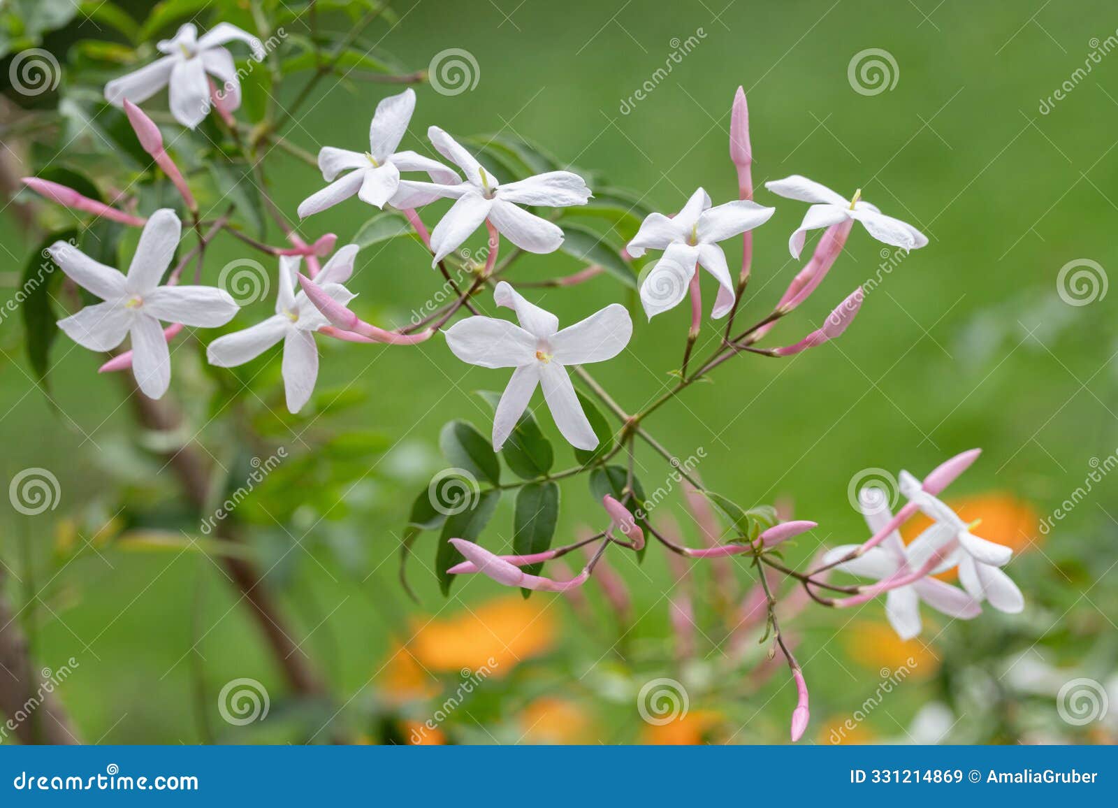 Common Jasmine (Yasminum Officinale) in Bloom). Stock Image - Image of ...