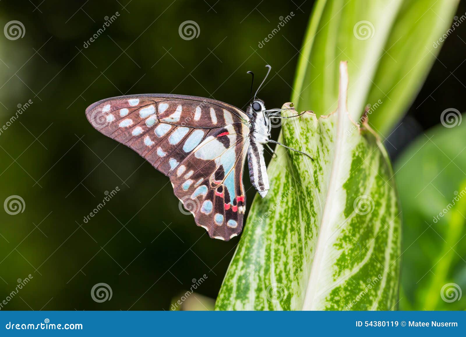 Common Jay butterfly stock image. Image of entomology - 54380119