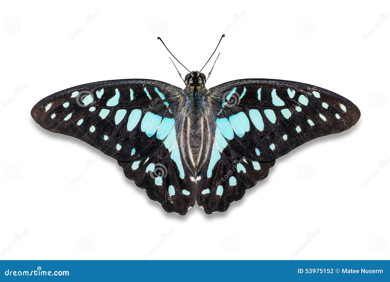 Common Jay butterfly stock photo. Image of entomology - 53975152