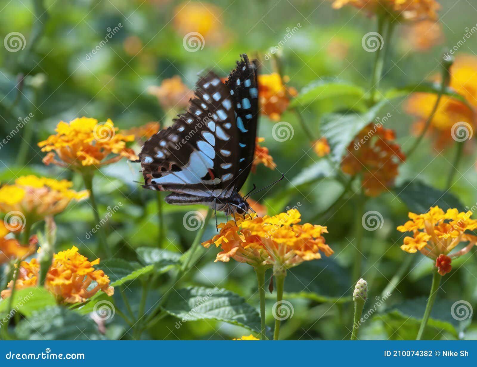 Butterfly Collecting Nectar Stock Photo - Image of graphium, collecting ...