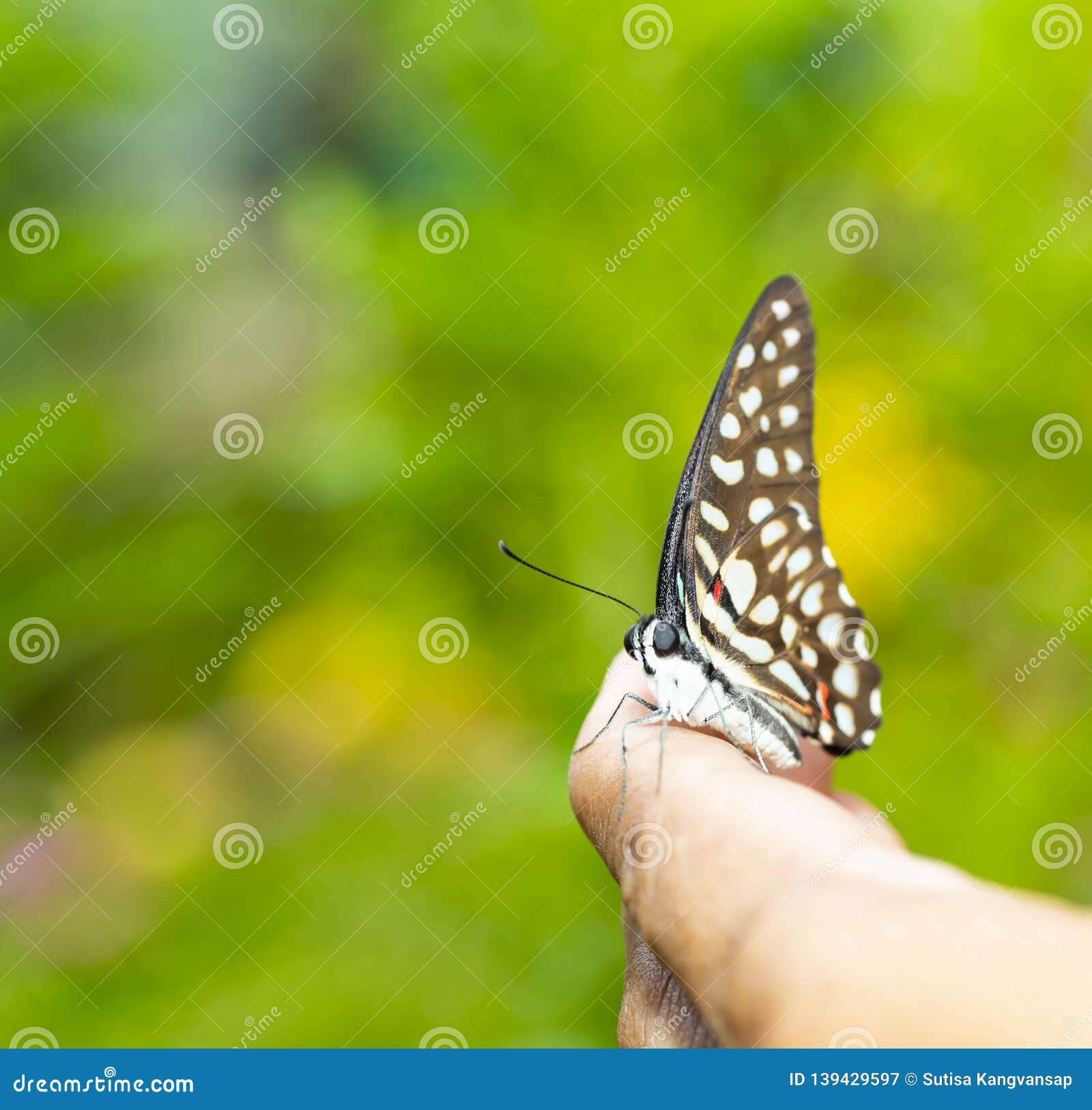 Common Jay Butterfly Graphium Doson Resting on Human Finger Stock Image ...