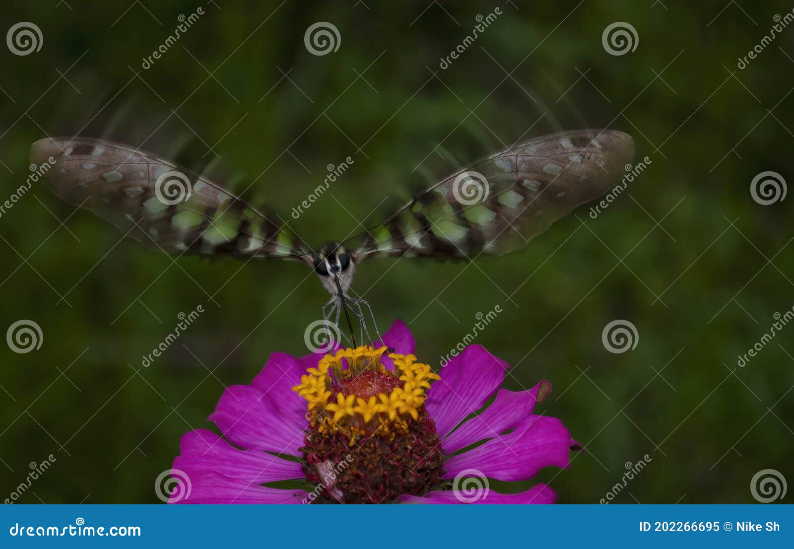 Butterfly in motion stock image. Image of motion, graphium - 202266695