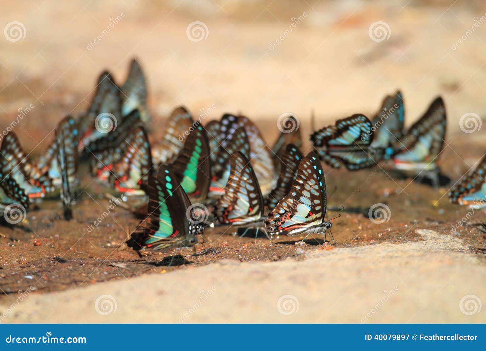 Common Jay and Common Bluebottle Stock Image - Image of tropical ...