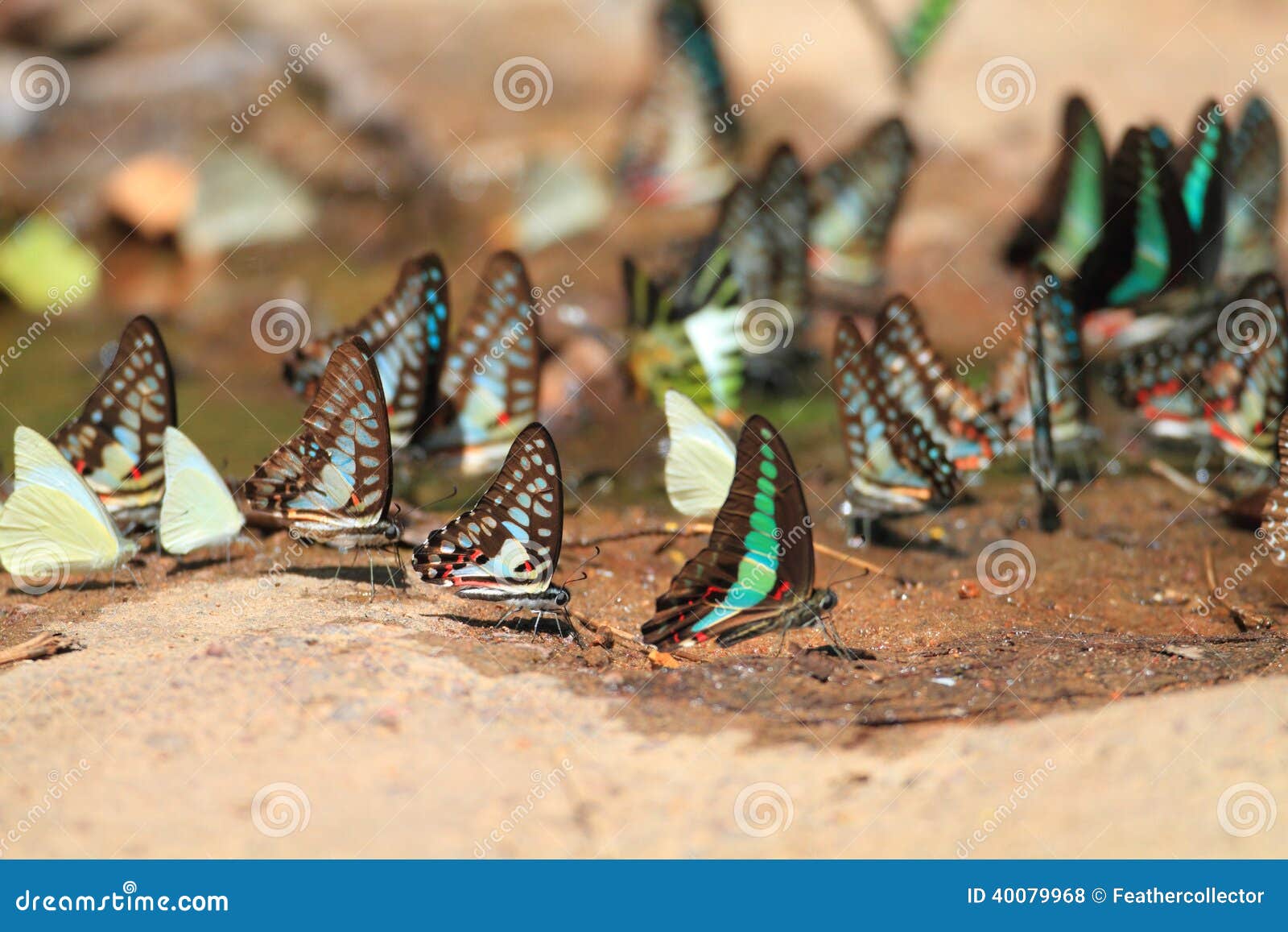Common Jay and Common Bluebottle Stock Photo - Image of tropical ...