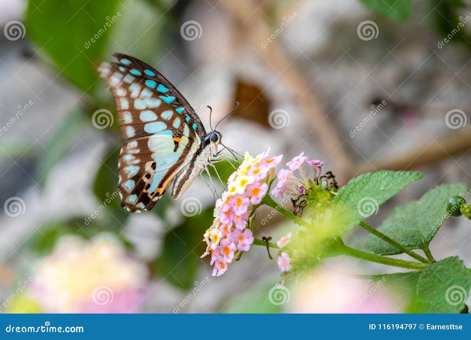 Common Jay Graphium doson stock image. Image of hong - 116194797