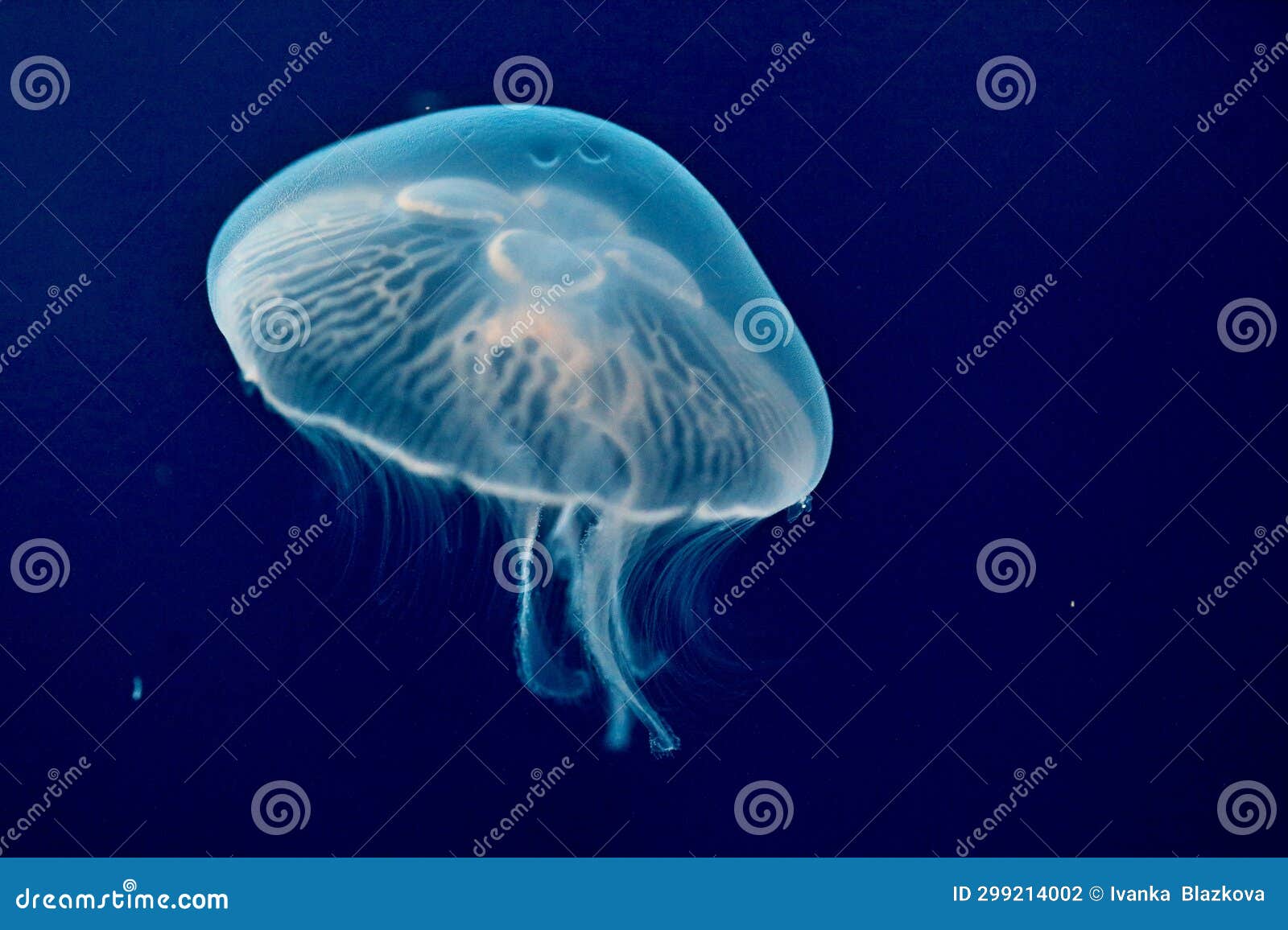 Common jellyfish stock photo. Image of nature, jellyfish - 299214002