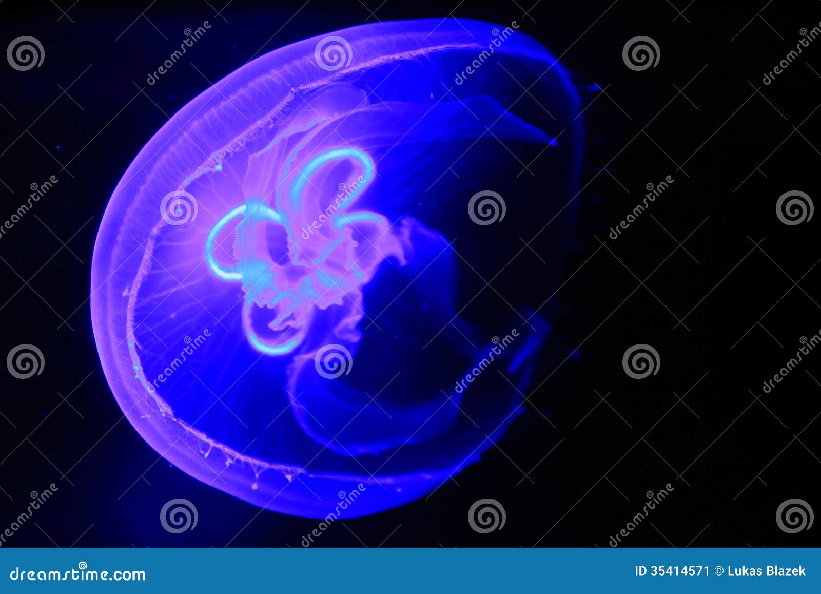 Common jellyfish stock image. Image of marine, aurita - 35414571
