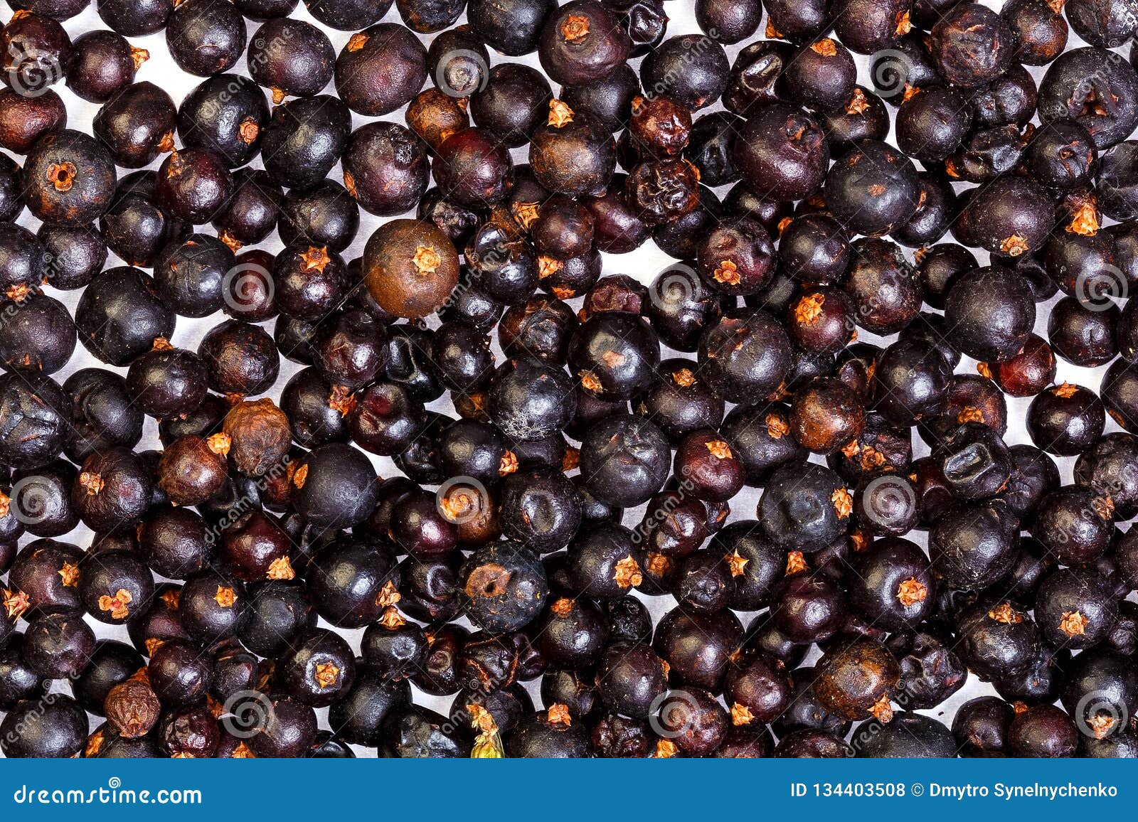 Common Juniper Berries, Juniperus Communis. High Resolution Photo of ...