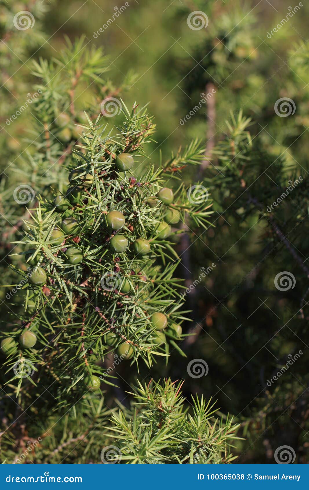 Common Juniper Berries and Leaves Stock Photo - Image of ecology, flora ...