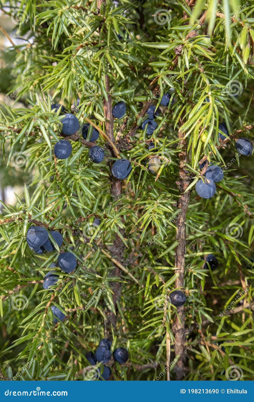 Common Juniper with Blue Berries Stock Photo - Image of leaf, food ...