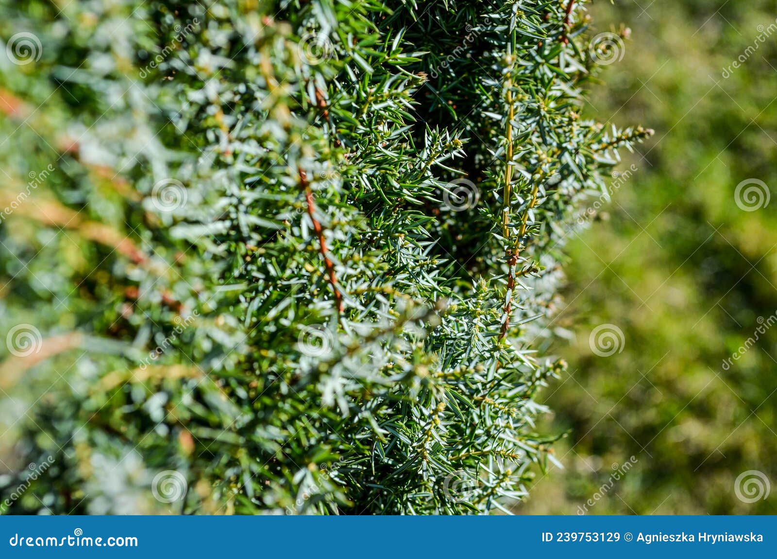 Common Juniper Branches Juniperus Communis Stock Image - Image of ...